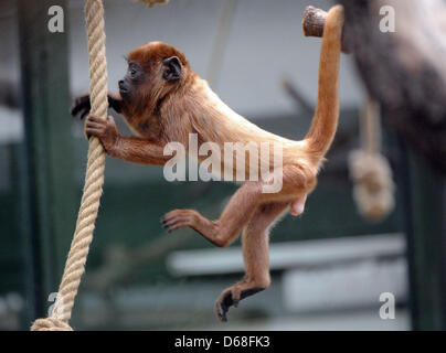 Young howler monkey (genus Alouatta) Geronimo, which was born on 31 ...