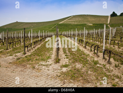 Barbera vineyard - Italy Stock Photo - Alamy