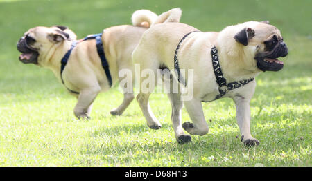 Two pugs run across a meadow during a pug race at the international Pug ...