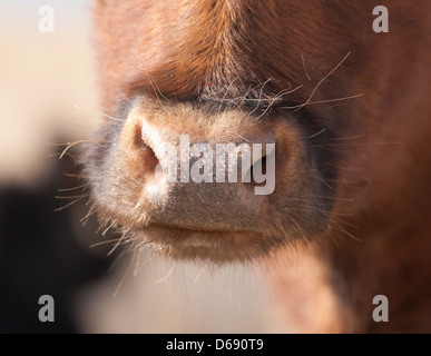 Closeup of a big wet cow nose Stock Photo - Alamy