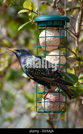 A Starling on the Suet Feeder Stock Photo - Alamy