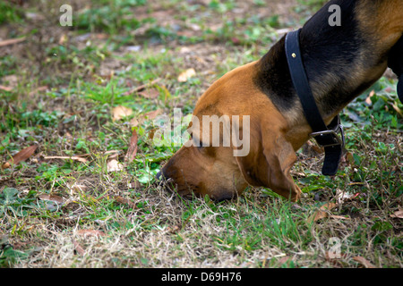 Police K9 dog, a bloodhound, tracking Stock Photo - Alamy