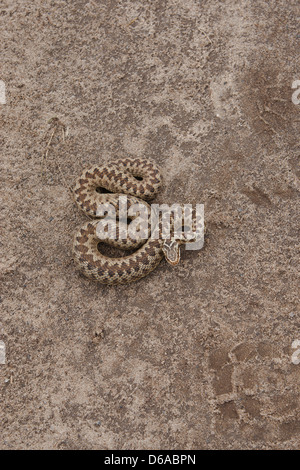 Female adder, vipera berus, coiled Stock Photo - Alamy