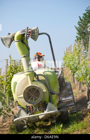 Man spraying a vineyard. Man spraying chemicals on grapes in vineyard ...