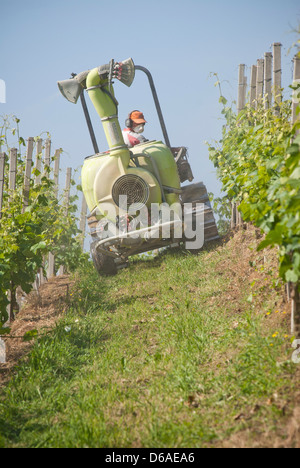 Man spraying a vineyard. Man spraying chemicals on grapes in vineyard ...