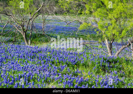 Spring blooming of Texas Bluebonnets (state flower of Texas) growing in ...