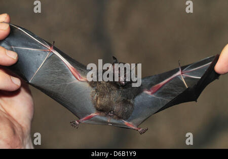 A male Seba's Short-tailed Bat is held at Burgers' Zoo in Arnhem ...
