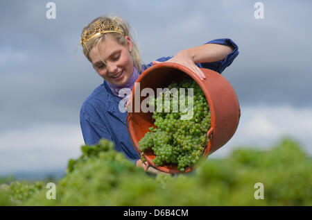 Wine princess of the Palatine Melanie Wilhelm harvests Solaris grapes ...
