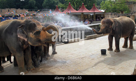 Elephant Sayang showers other elephants at the Zoo in Hanover, Germany ...