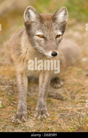 Wild arctic foxes eating in tundra in winter time Stock Photo - Alamy