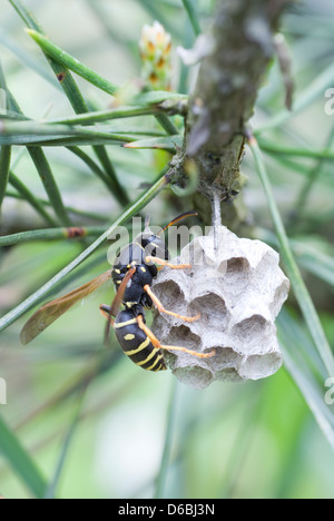 Large Wasp Nest On Tree Trunk Stock Photo - Alamy
