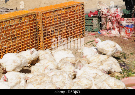 Live chickens for sale at the market in Negombo, near Colombo, Sri ...