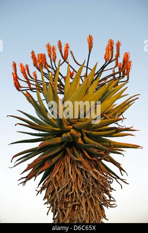 Krantz Aloe Aloe arborescens, Inkalane with it's orange flower Stock ...