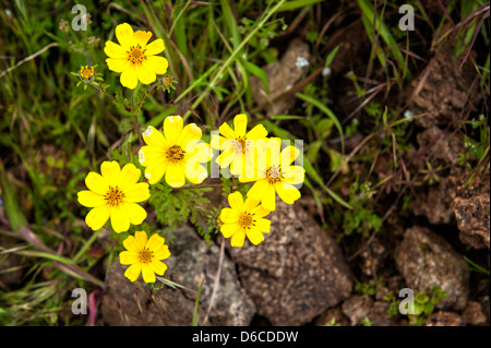 Meskel Flower (Yadey Abeba), Simien Mountains National Park, Ethiopia ...