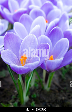 Purple crocus flowers. First flower signs of spring Stock Photo - Alamy