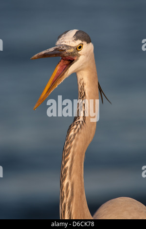 Great Blue Heron Head Shot Stock Photo - Alamy