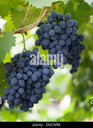 Grapes of dark color in the market. Raw material to make red wine ...