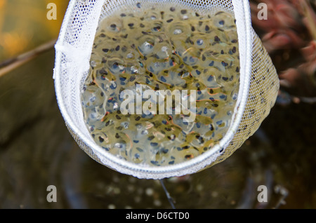 White mesh dip net holding a mass of frogs' eggs Stock Photo - Alamy