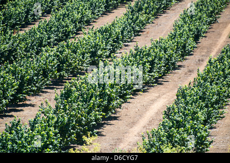 Trees and hazelnuts in hazelnut plantation in Temuco, Chile Stock Photo ...