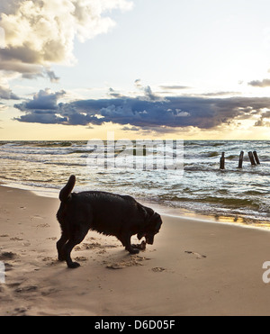 Labrador on the beach Stock Photo - Alamy