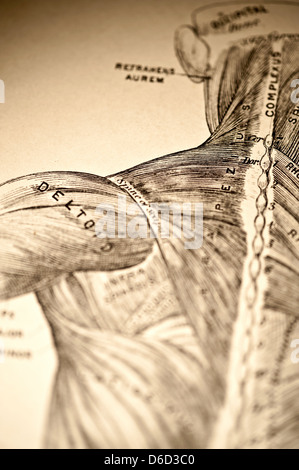 Antique illustration showing the muscles of the neck & shoulder Stock ...