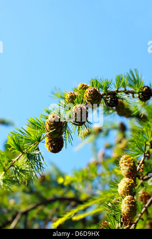 green larch tree over blue lake water background Stock Photo - Alamy