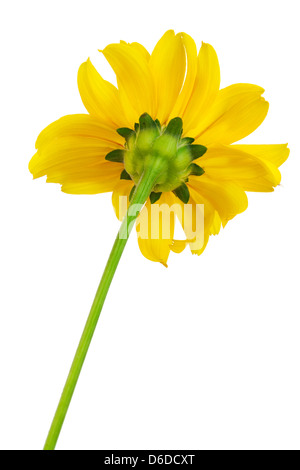 Back side of sunflower Stock Photo - Alamy