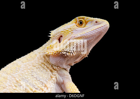 Central Bearded Dragon Lizard (Pogona vitticeps Stock Photo - Alamy