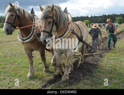 Farmers plow a straight line during the 2nd east German championships ...