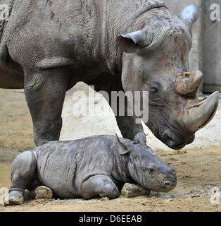Rhino offspring Male lies next to its mother Mana at the zoo in ...