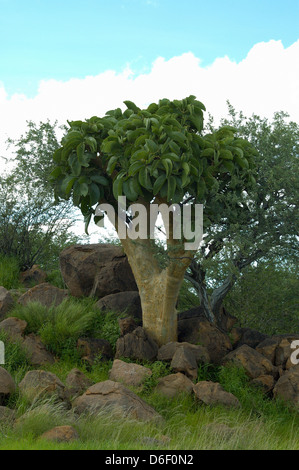 cobas tree or butter tree, succulent tree, Cyphostemma currorii Stock ...