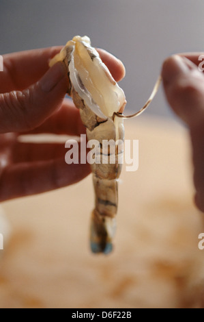 Removing Intestinal Tract from a Raw Lobster Stock Photo - Alamy