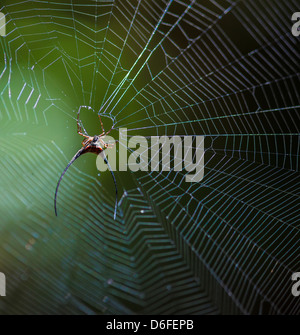 spider hanging from its web Stock Photo - Alamy
