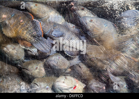 Chinatown, New York City, fish store, fish on display Stock Photo - Alamy