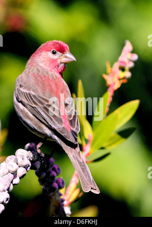 House Finch on the backyard bird feeder Stock Photo - Alamy