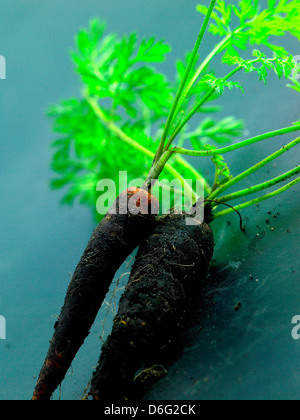 fresh whole blood Stock Photo - Alamy