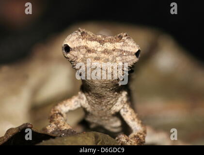 An undated handout file shows a tiny chameleon (Brookesia micra ...
