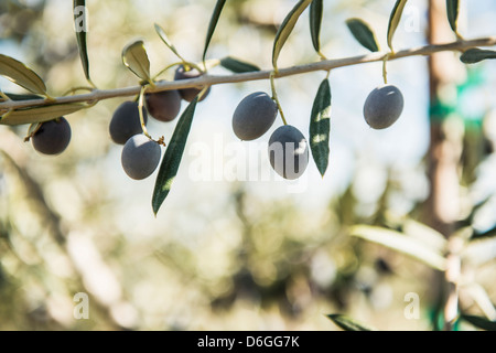 Close-up of branch of olive tree with blue sky on background. Flora of ...