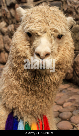Alpaca in the streets of Cusco, Cuzco, Peru, Andes, South America Stock ...