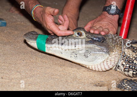 Black Caiman (Melanosuchus niger). Head. Jaws taped for safety of ...