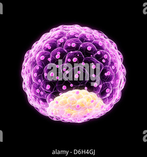 Illustration of a blastocyst Stock Photo - Alamy
