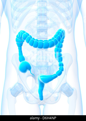 Colonic spasm, artwork Stock Photo - Alamy