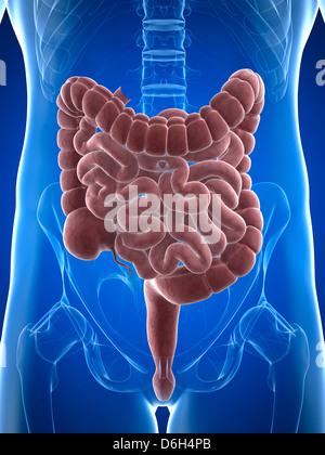 Male intestines, artwork Stock Photo - Alamy