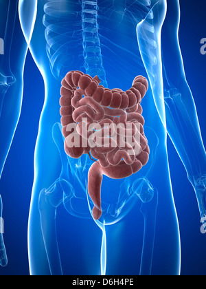 Male intestines, artwork Stock Photo - Alamy