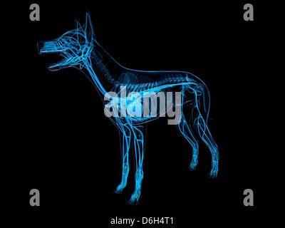 dog anatomy heart circulation Stock Photo - Alamy