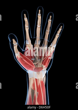 Human hand musculature, artwork Stock Photo - Alamy
