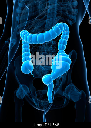 Constipated Colon, Illustration Stock Photo: 245902876 - Alamy