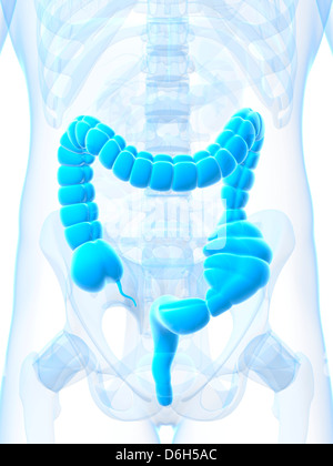 Constipated Colon, Illustration Stock Photo - Alamy