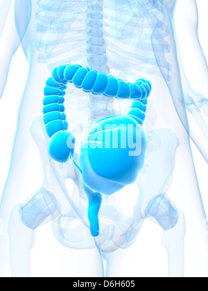 Human megacolon, illustration Stock Photo - Alamy