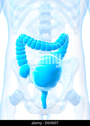 Human megacolon, illustration Stock Photo - Alamy